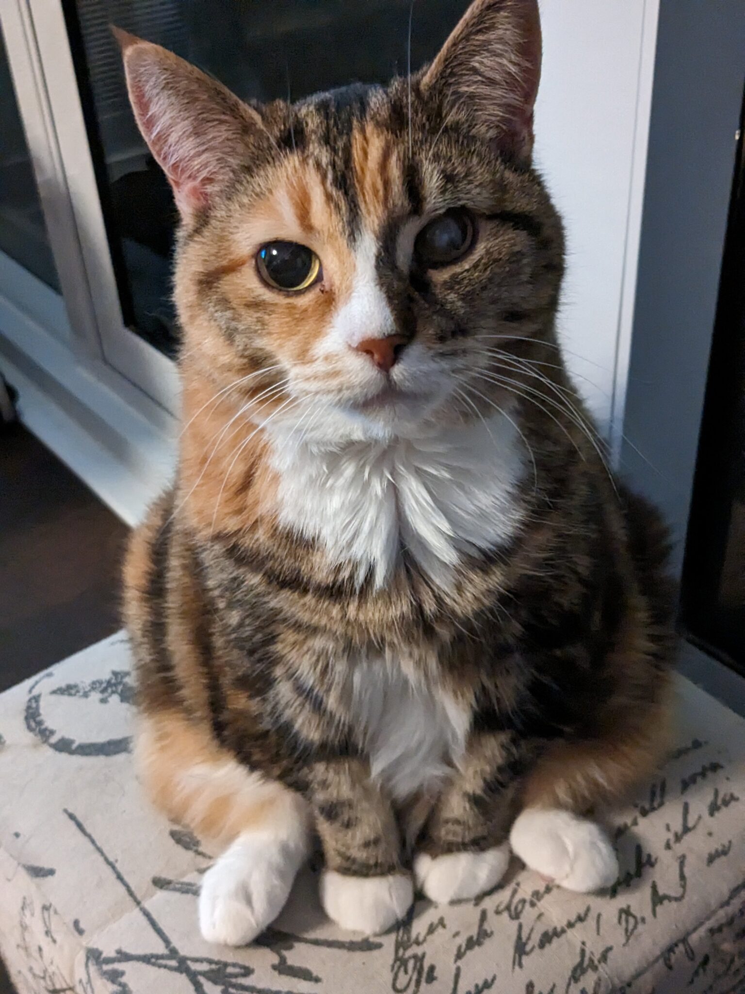 How My Grandfather's Cat is Changing Lives for Pets and Seniors | Shannex